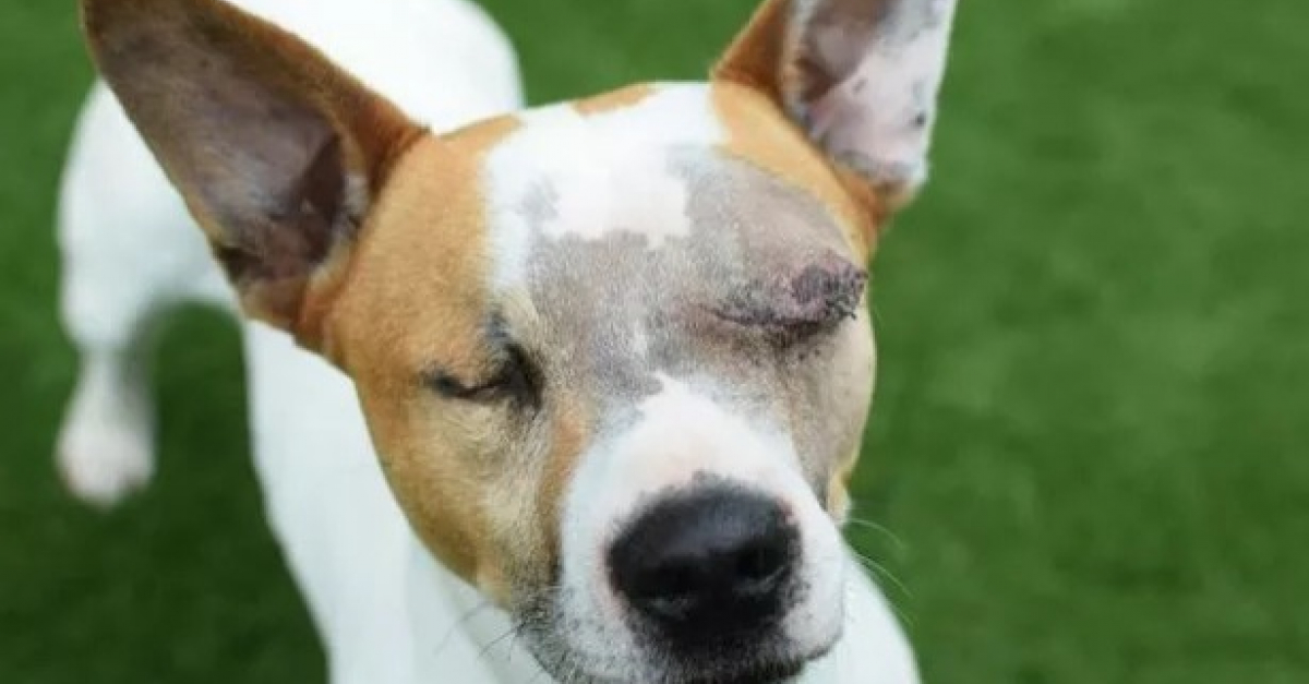Un chien errant, contraint de subir une double énucléation, apprend ...