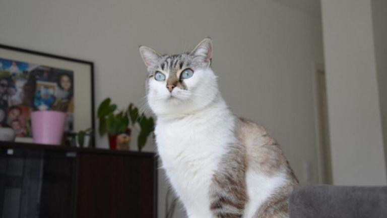 Une famille recueille une chatte errante, jusqu'au jour où sa puce ...