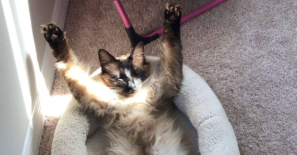 13 photos de chats qui tendent la patte pour être sûrs de ne pas passer ...