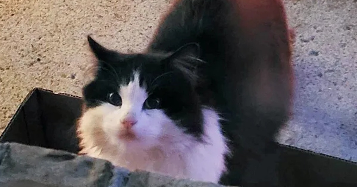 Un chat errant trouve refuge et amour grâce à la générosité d'un homme