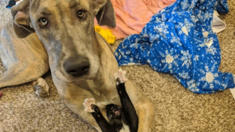 14 chiens et chats protagonistes de situations comiques capturées en images