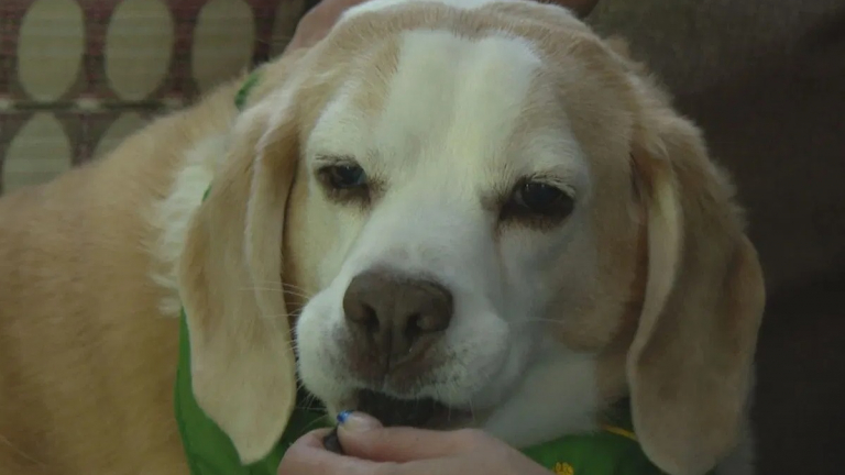 La maîtresse d'un Beagle épileptique disparu place ses derniers espoirs ...