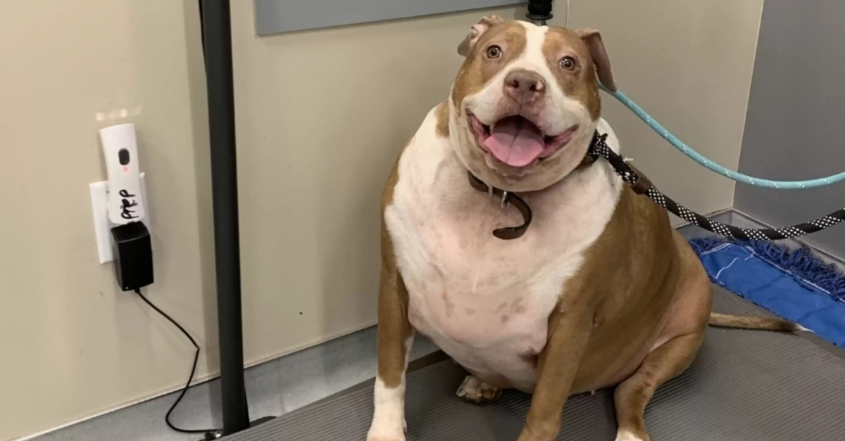 Une chienne obèse et atteinte d’hypothyroïdie se lance dans un grand ...