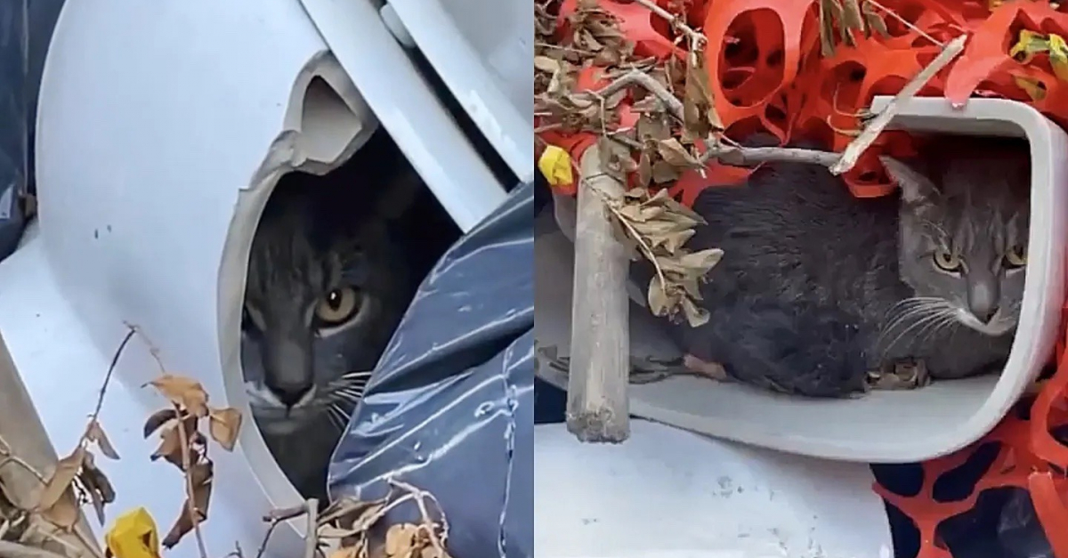 Un bon samaritain découvre un chat caché dans une cuvette de toilettes ...