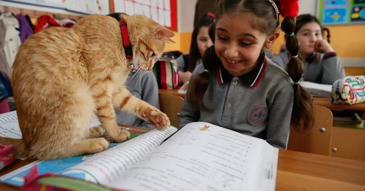 Un chat errant s’invite dans une classe de CE2 et décide de ne plus ...