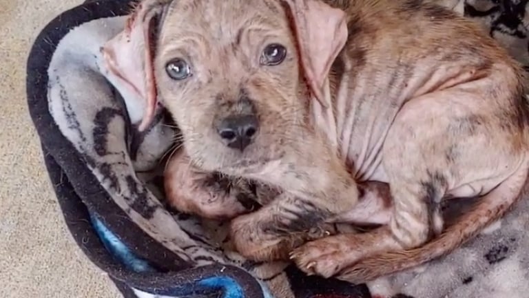 Ce chiot errant a toqué à la bonne porte et s’est métamorphosé en l’espace de 2 ans (vidéo)