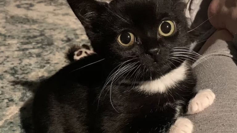 L'histoire touchante d'une chatte naine dont la propriétaire est ...