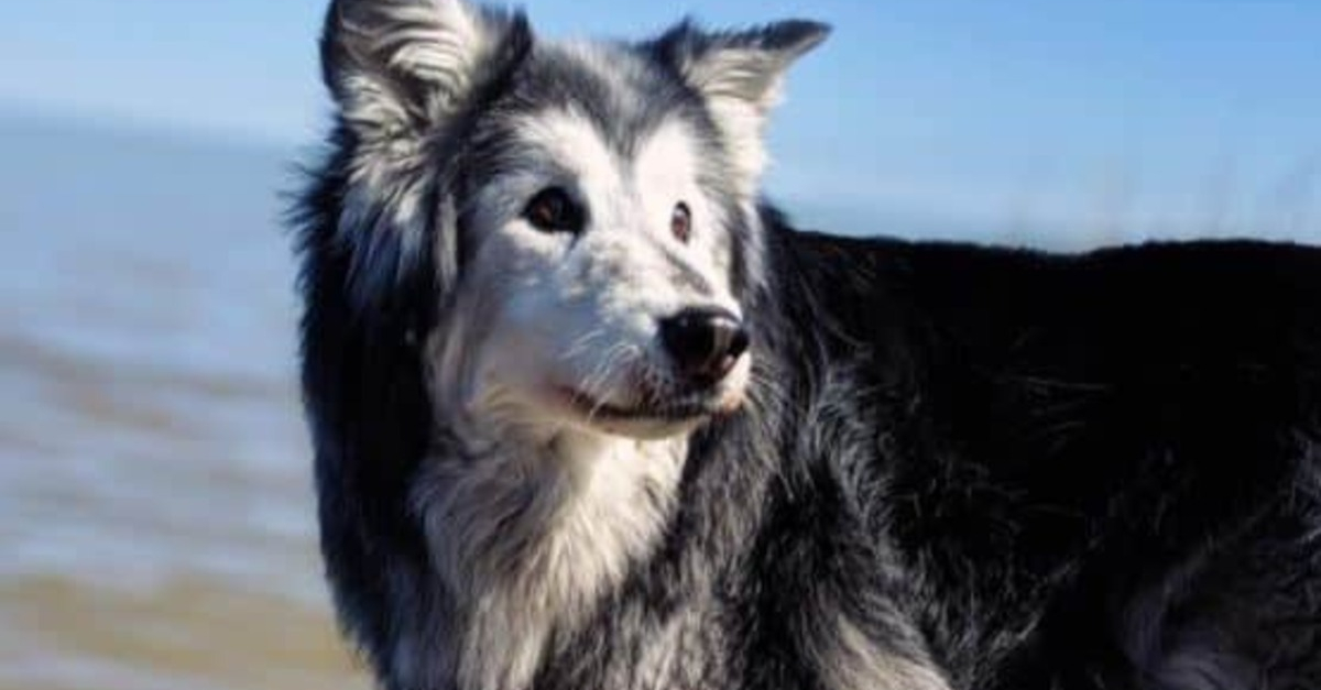 20 photos touchantes de chiens et chats séniors ayant traversé les ...