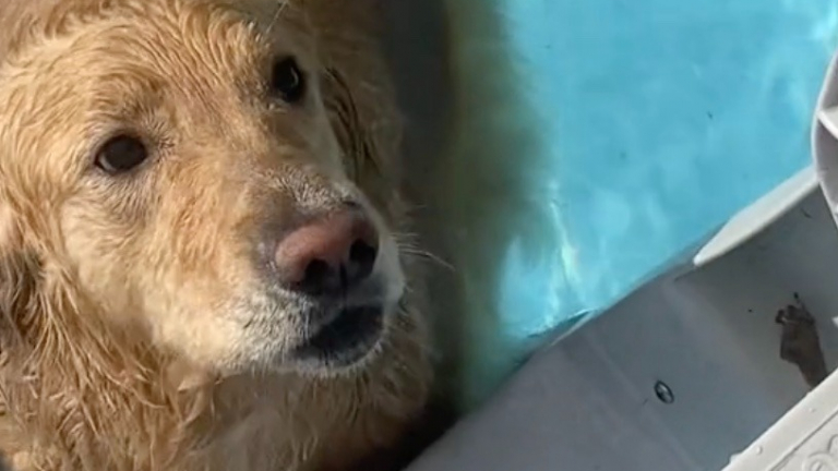 Un Golden Retriever refuse de sortir de sa piscine et séduit des ...