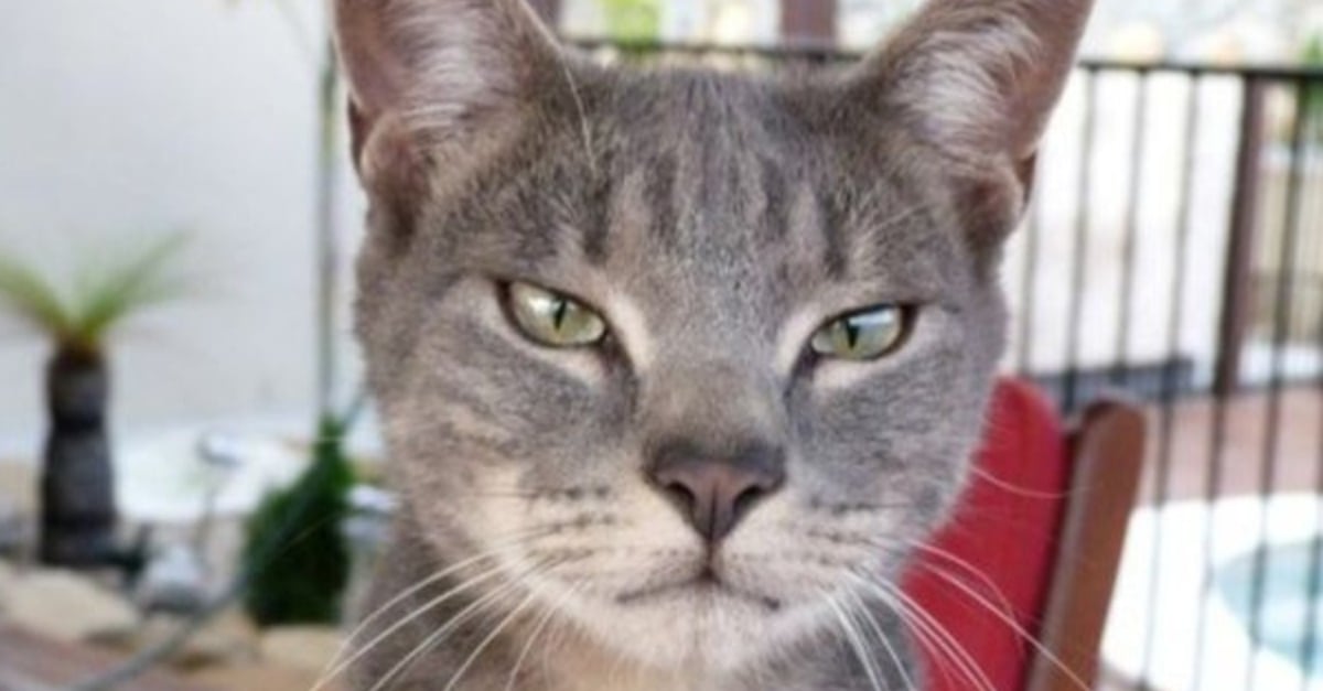 L'histoire incroyable d'un chat perdu depuis des mois connaît un ...