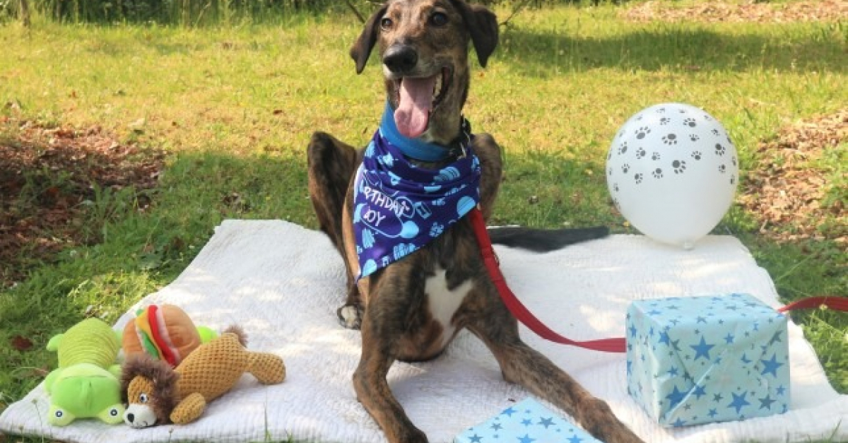 Un chien de refuge profite d'une fête pour son 4e anniversaire, alors ...