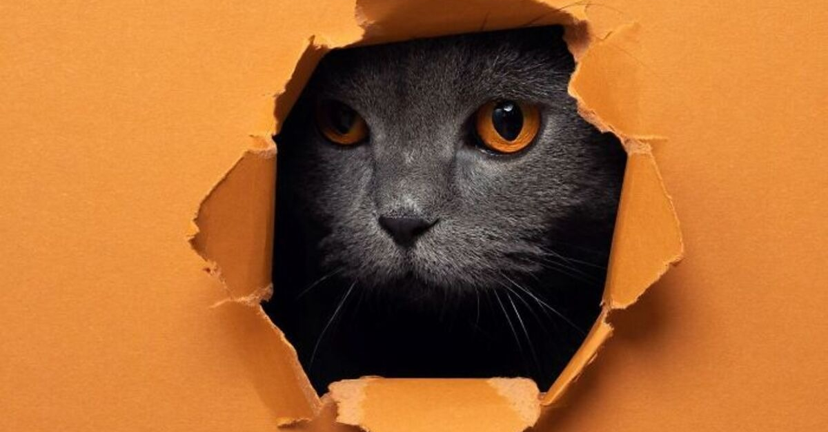 20 photos surprenantes et originales de chats traversant un mur de papier