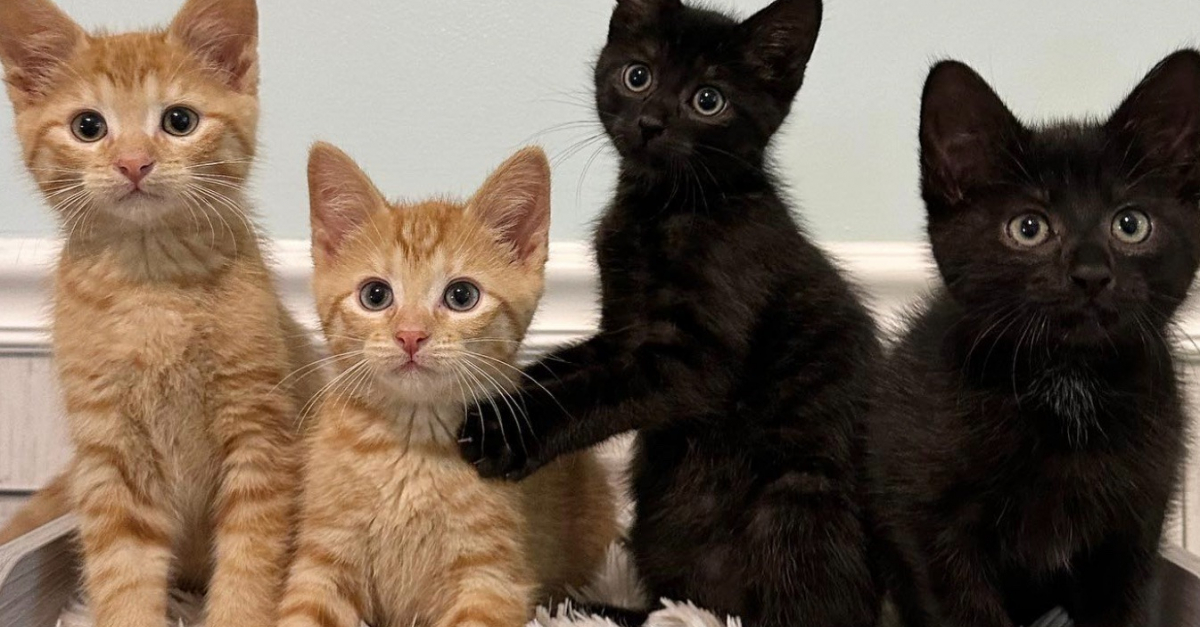 4 chatons errants et orphelins renouent avec le bonheur en découvrant ...