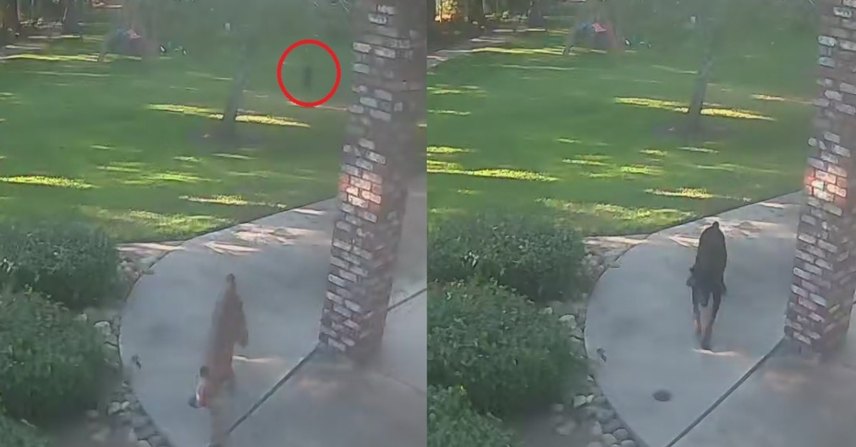 Un chien agit avec courage face à un puma s'étant introduit dans la ...