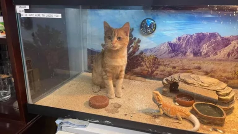 15 photos drôles de chats roux s'étant mis dans des situations qu'ils ...