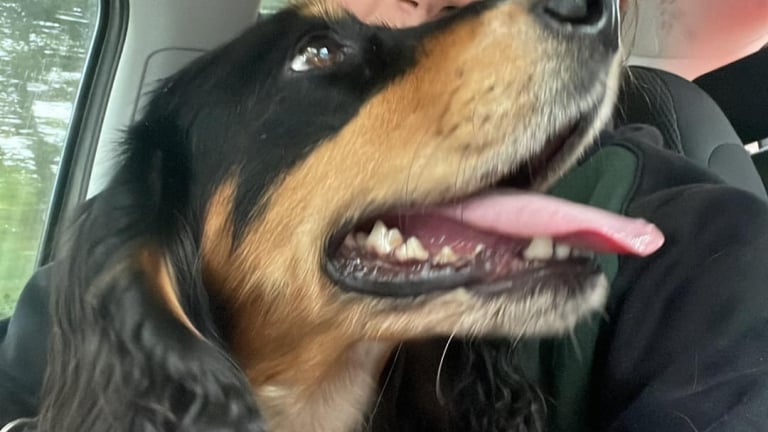 Une femme remue ciel et terre pour retrouver sa chienne, kidnappée dans ...