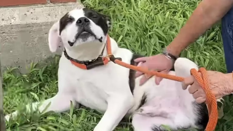 Un chien errant et craintif se métamorphose lorsqu'il reçoit la ...
