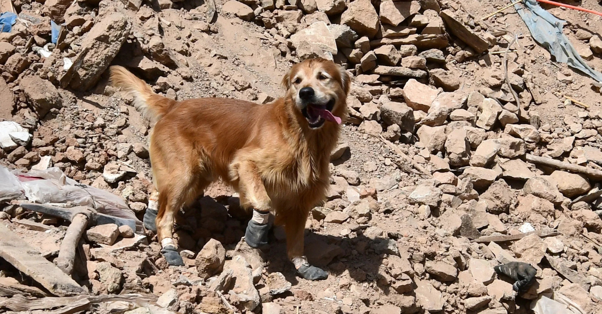 Ce Golden Retriever recherche des survivants suite au tremblement de ...