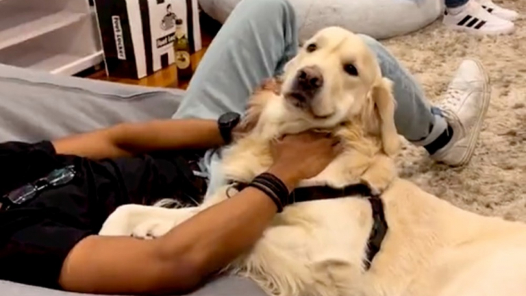 Un Golden Retriever vole la vedette lors d'une fête d'anniversaire et ...