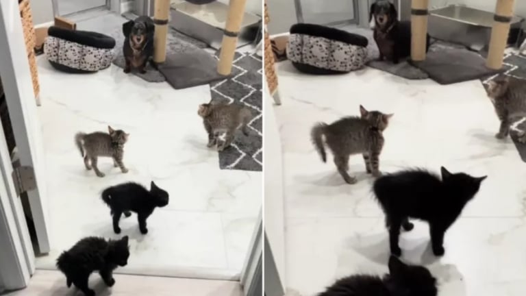 Une portée de chatons s’unit pour effrayer le chien qui a osé entrer ...