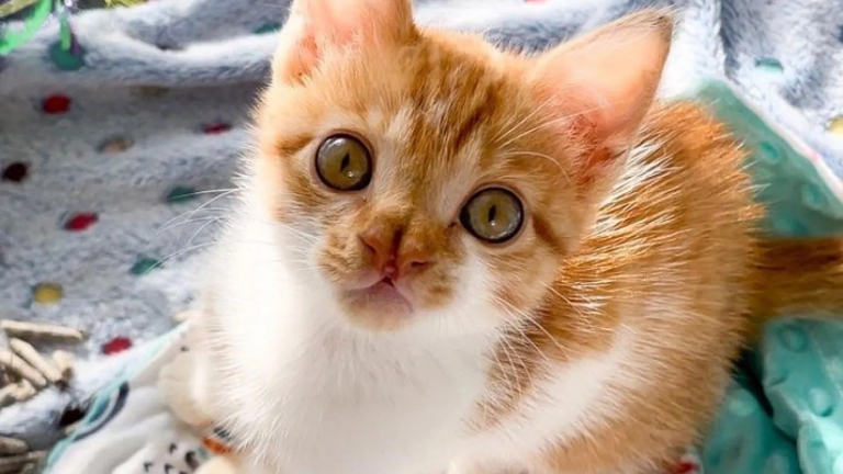 Un chaton atteint de troubles neurologiques se réfugie près d'un ...