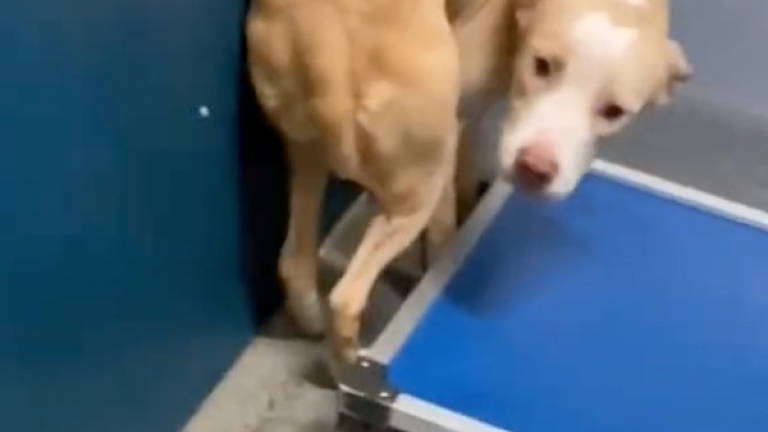 La Réaction Troublante De Cette Jeune Chienne Dès Que Quelquun Entre