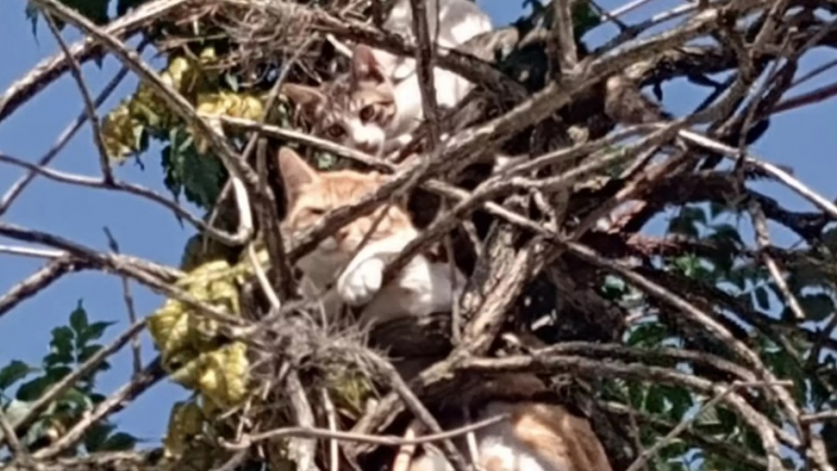 Une femme se sent observée et découvre 5 chats perchés dans un grand arbre