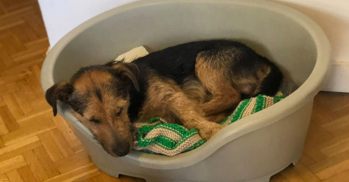 Vivant au bout d’une laisse de 50 cm, ce chien a été libéré de son ...