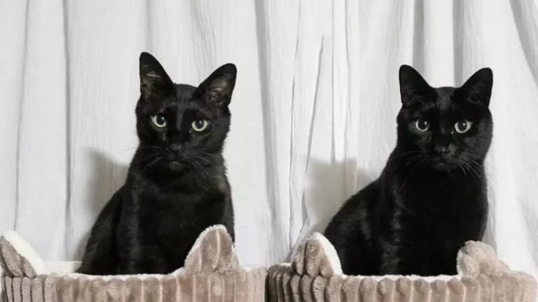 Les 14 plus belles photos de chats noirs