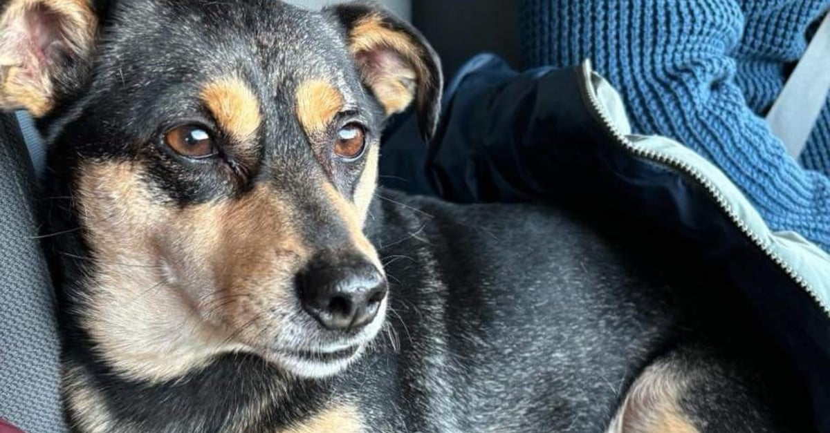 L'histoire émouvante d'un chien perdu après un accident et autour ...