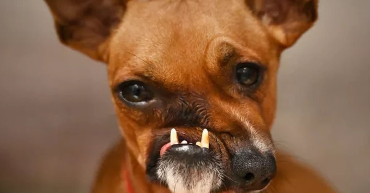 "Il est magique" : L'inspirante histoire d'un chien au visage déformé ...
