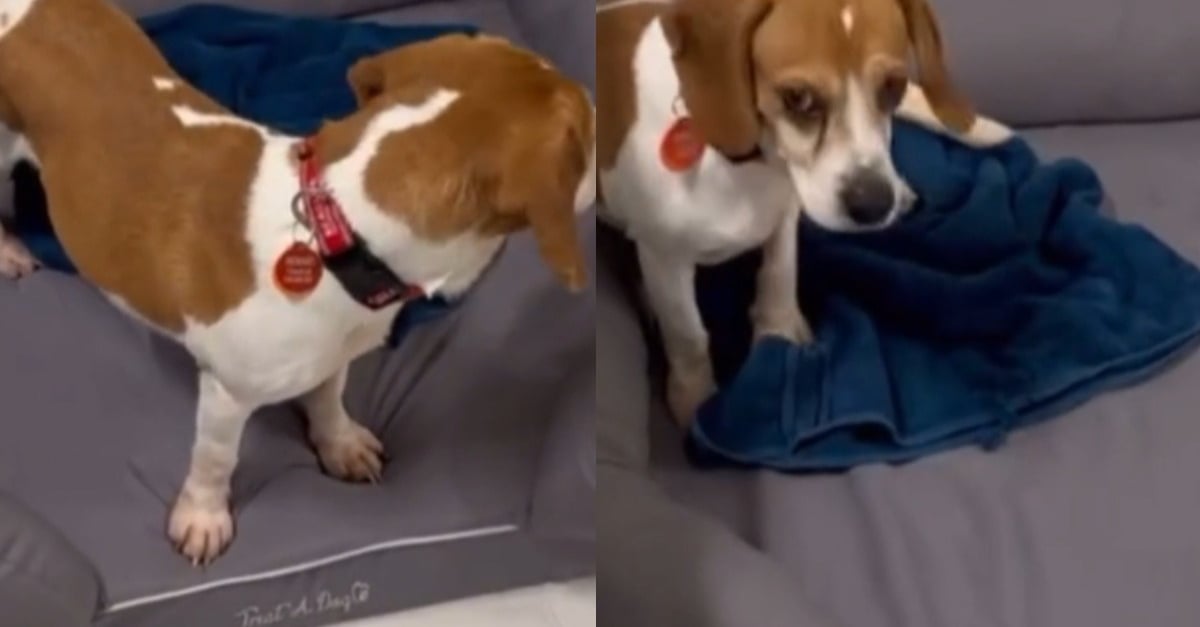 À 7 ans, ce Beagle de laboratoire profite de son tout premier panier ...