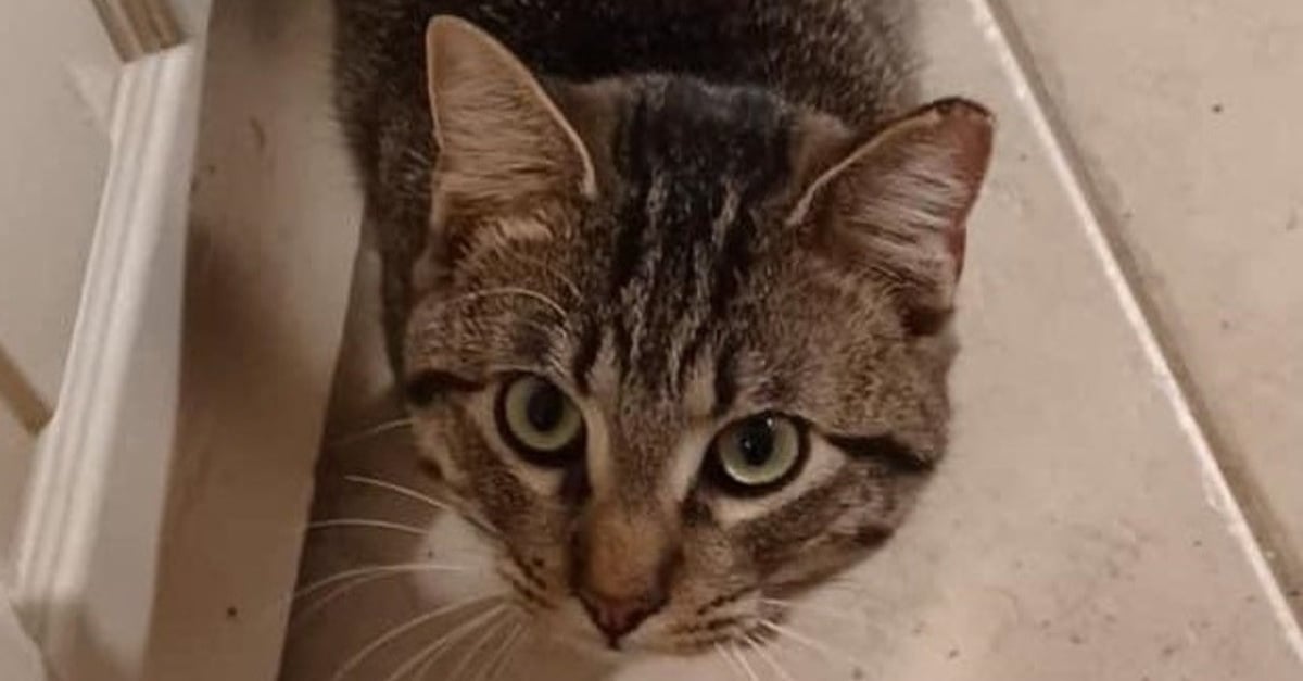 Le vol d'un chat proposé à l'adoption dans une animalerie mobilise de ...