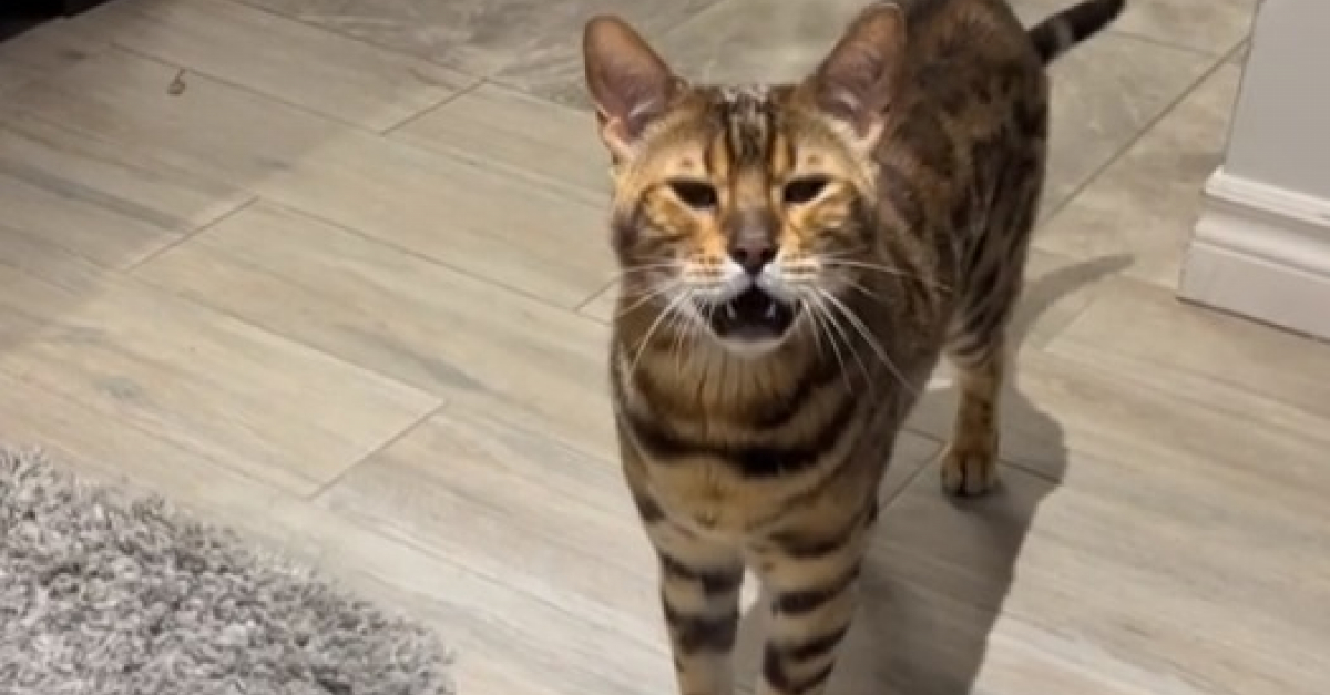 L’insistance hilarante d’un chat qui ordonne à sa maîtresse d'aller se ...