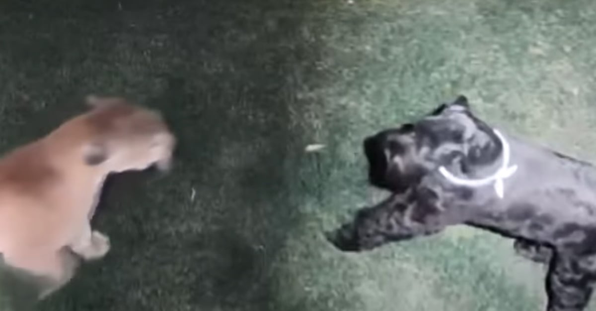 Une chienne voit un puma surgir dans la propriété de ses maîtres qu ...