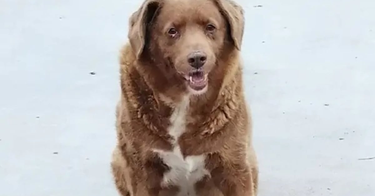 Bobi est officiellement déchu de son titre de plus vieux chien du monde ...