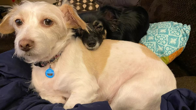 Doyenne d'une tribu canine et féline nombreuse, cette chienne a vu ses ...