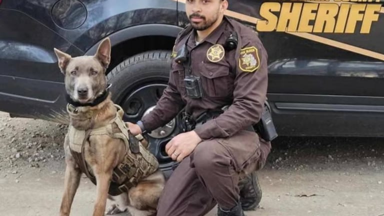 Un chien policier lancé sur la piste d'un enfant de 3 ans disparu ...