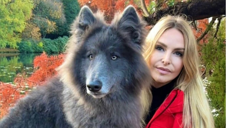 Ce chien-loup au rare pelage bleu impressionne par son apparence unique ...