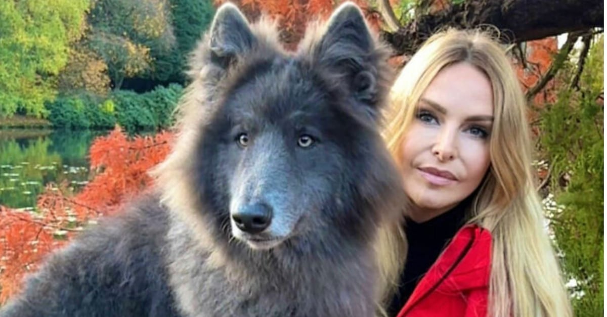 Ce chien-loup au rare pelage bleu impressionne par son apparence unique ...