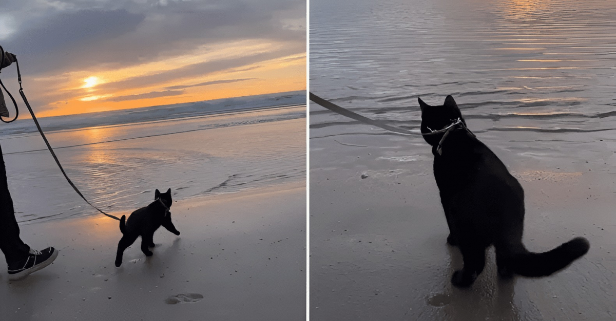 L’attendrissant moment où un chat qui déteste l’eau est fasciné par le ...
