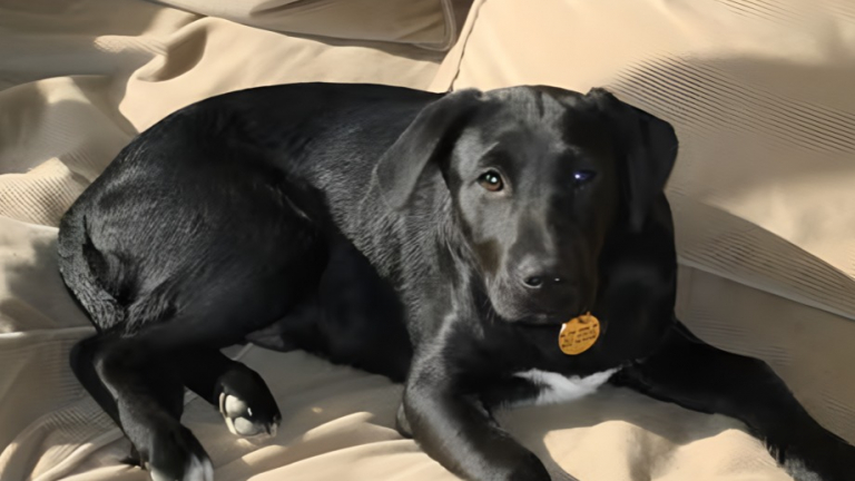 Un Labrador mangeur d’œufs décide d’en épargner un et l’offre à ses ...