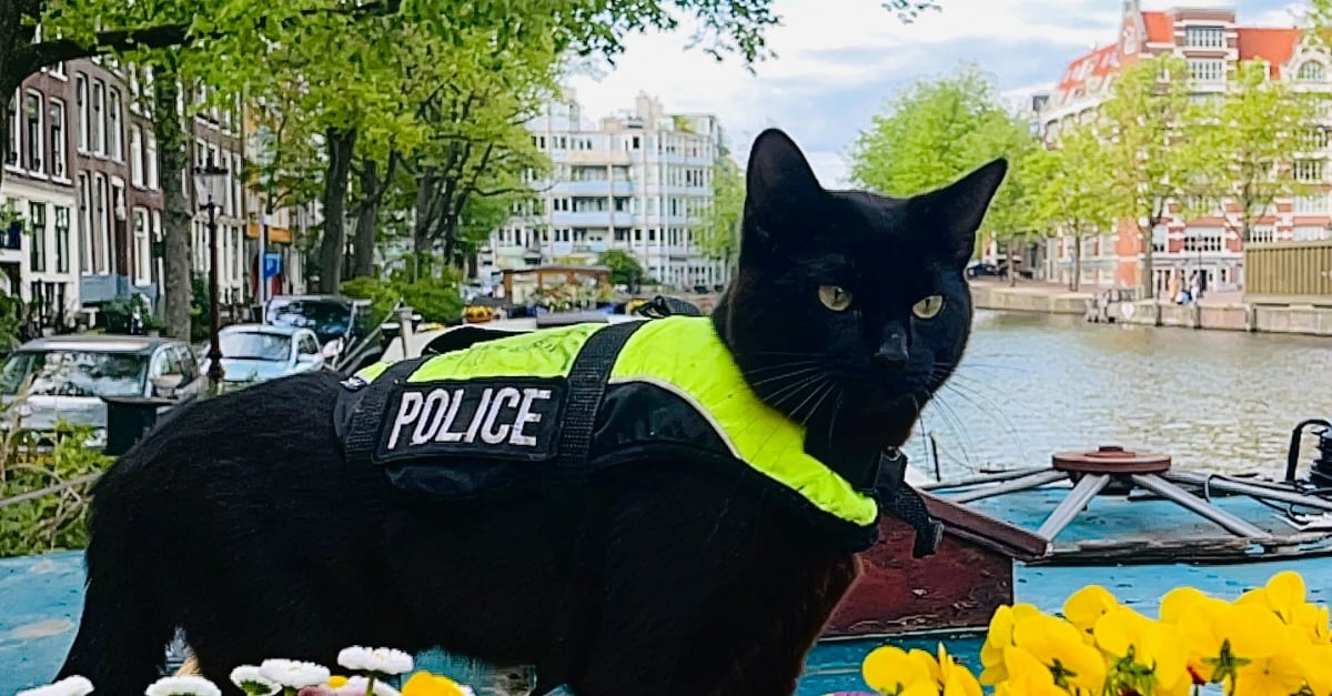 À cause de sa maladresse, ce chat noir espiègle est devenu chat ...