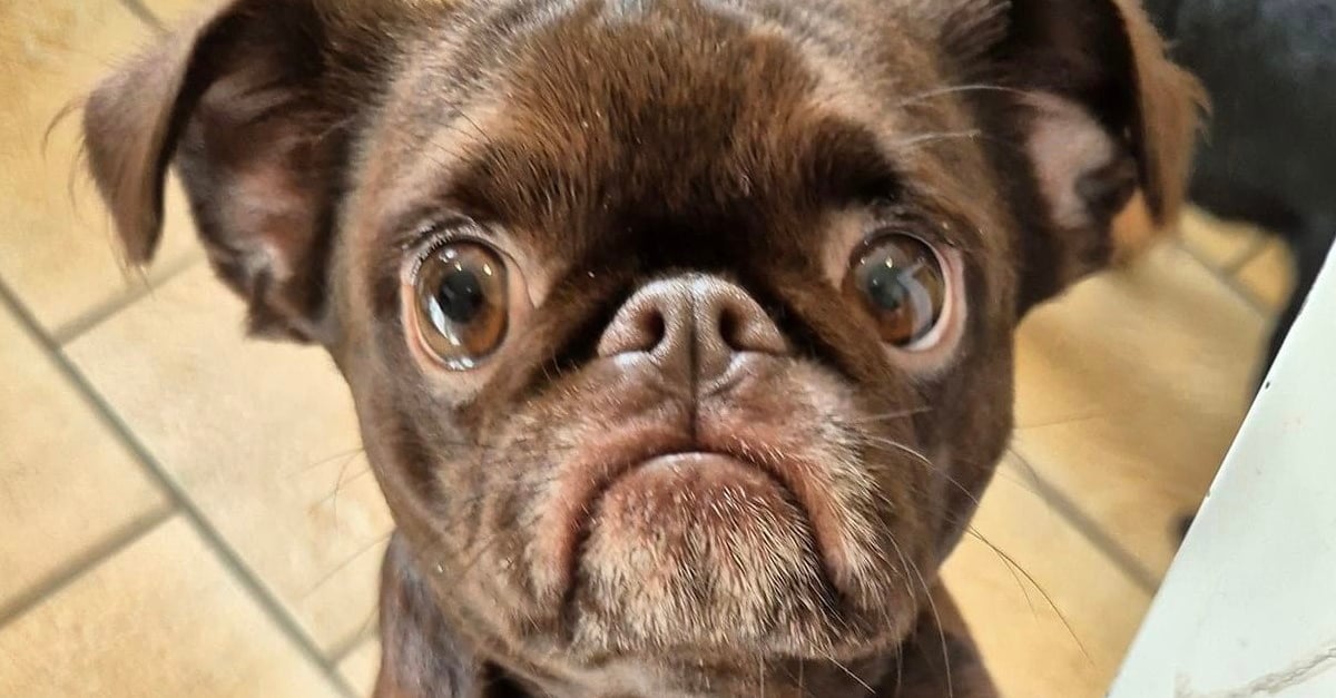 Ayant tout tenté pour retrouver son chien perdu, elle reçoit des ...