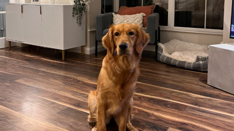 Une Golden Retriever empêche ses maîtres de partir en vacances avec une ...