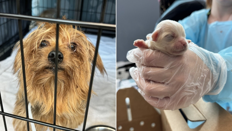 Un refuge mobilise son équipe en urgence après la découverte de 83 ...