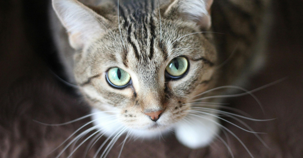 7 explications permettant de comprendre pourquoi un chat boude sa ...