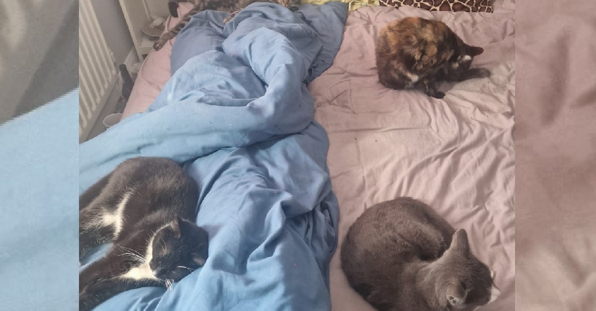 Une femme découvre un quatrième chat endormi avec les siens et partage ...