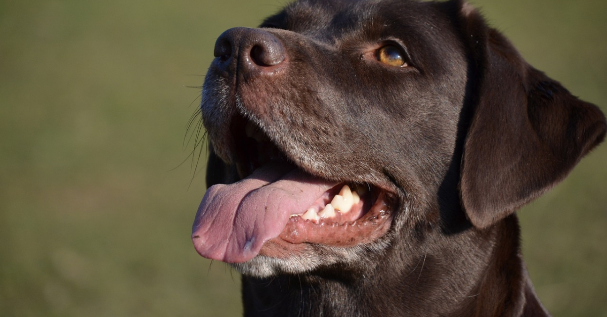 La cinquième édition de la Pet Revolution, congrès international ...