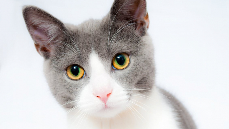 5 explications sur le langage corporel du chat
